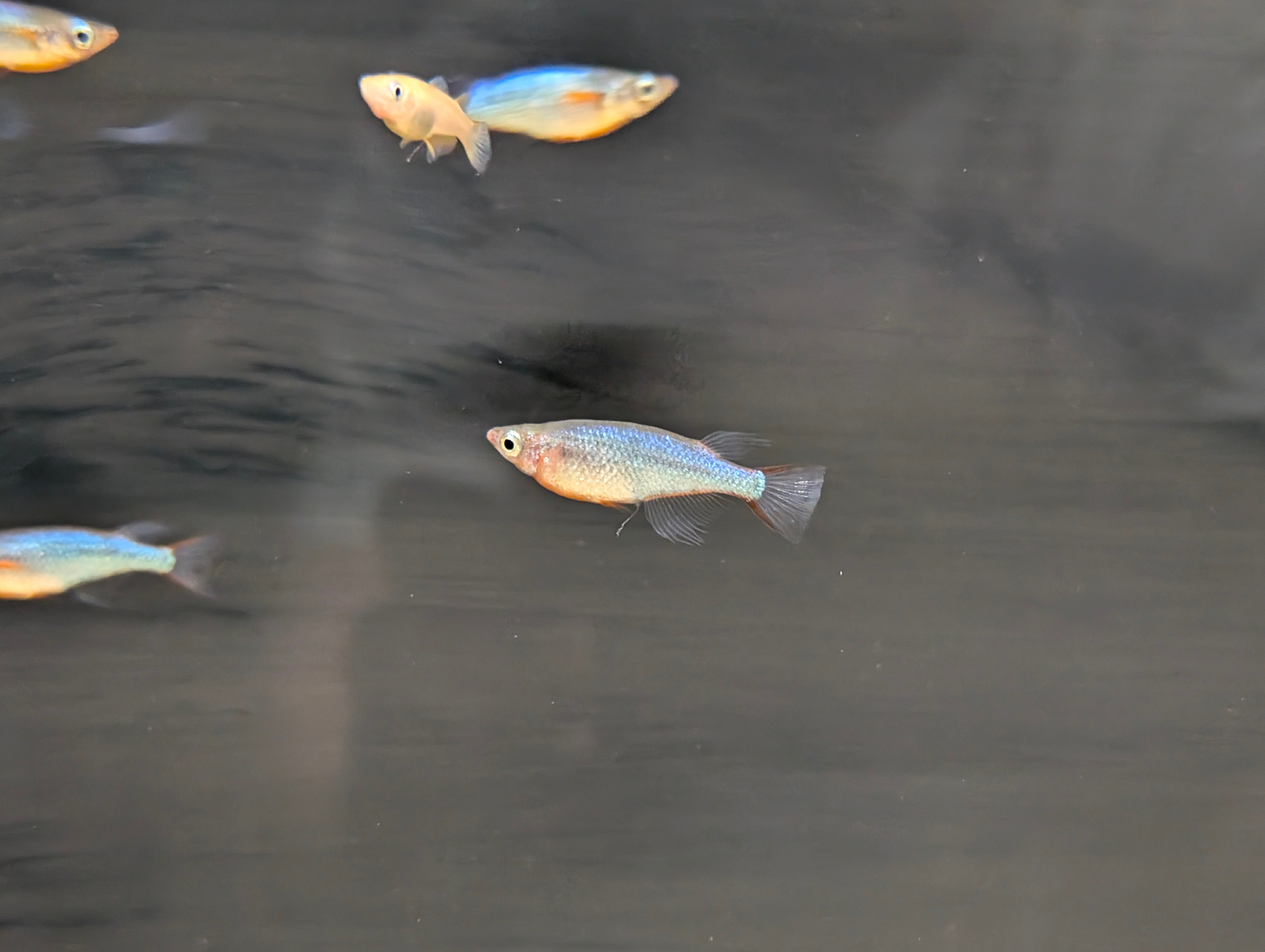 Neon blue rice fish – Underwater Tropics