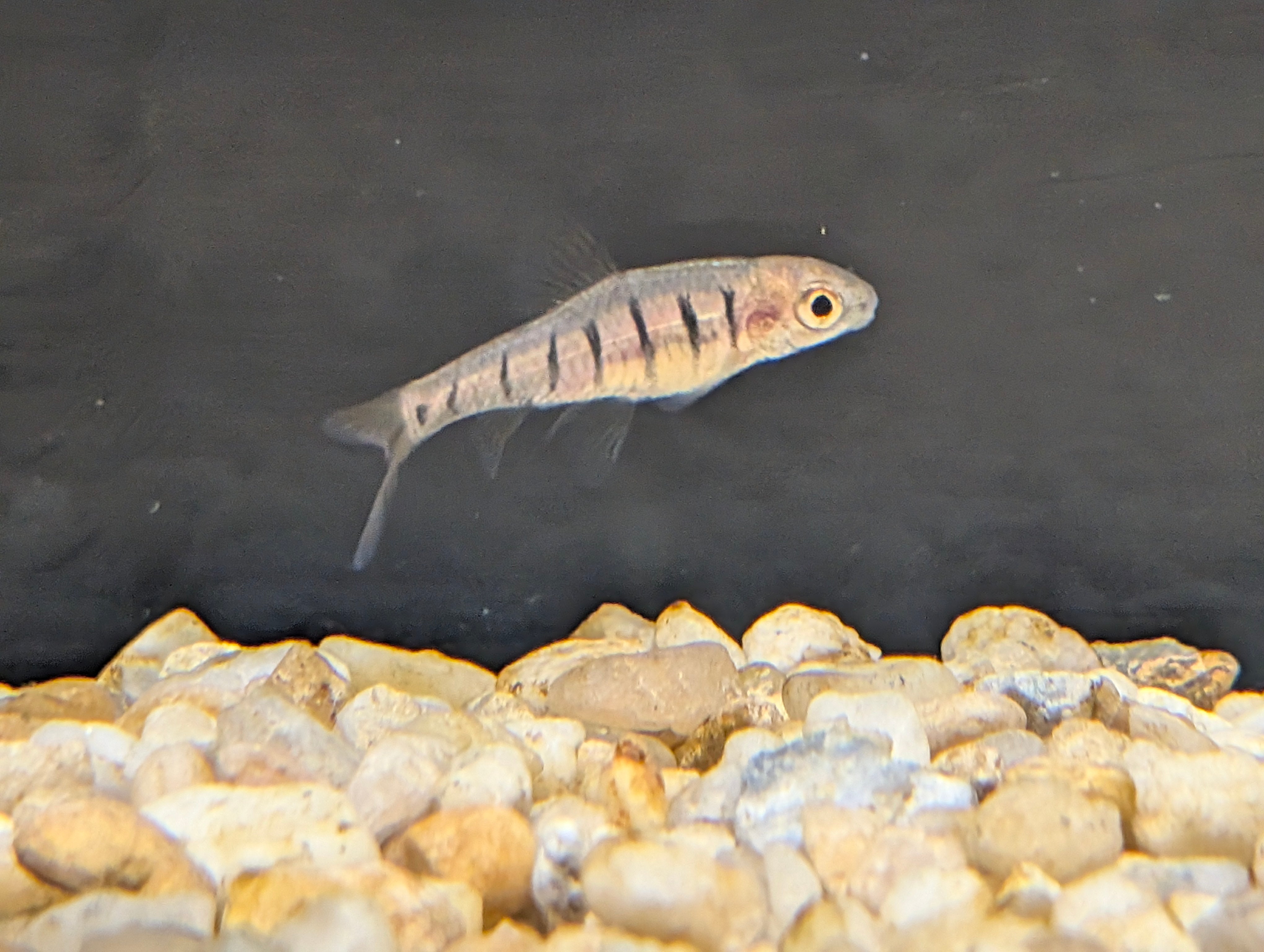 African Fasciolatus Barb – Underwater Tropics