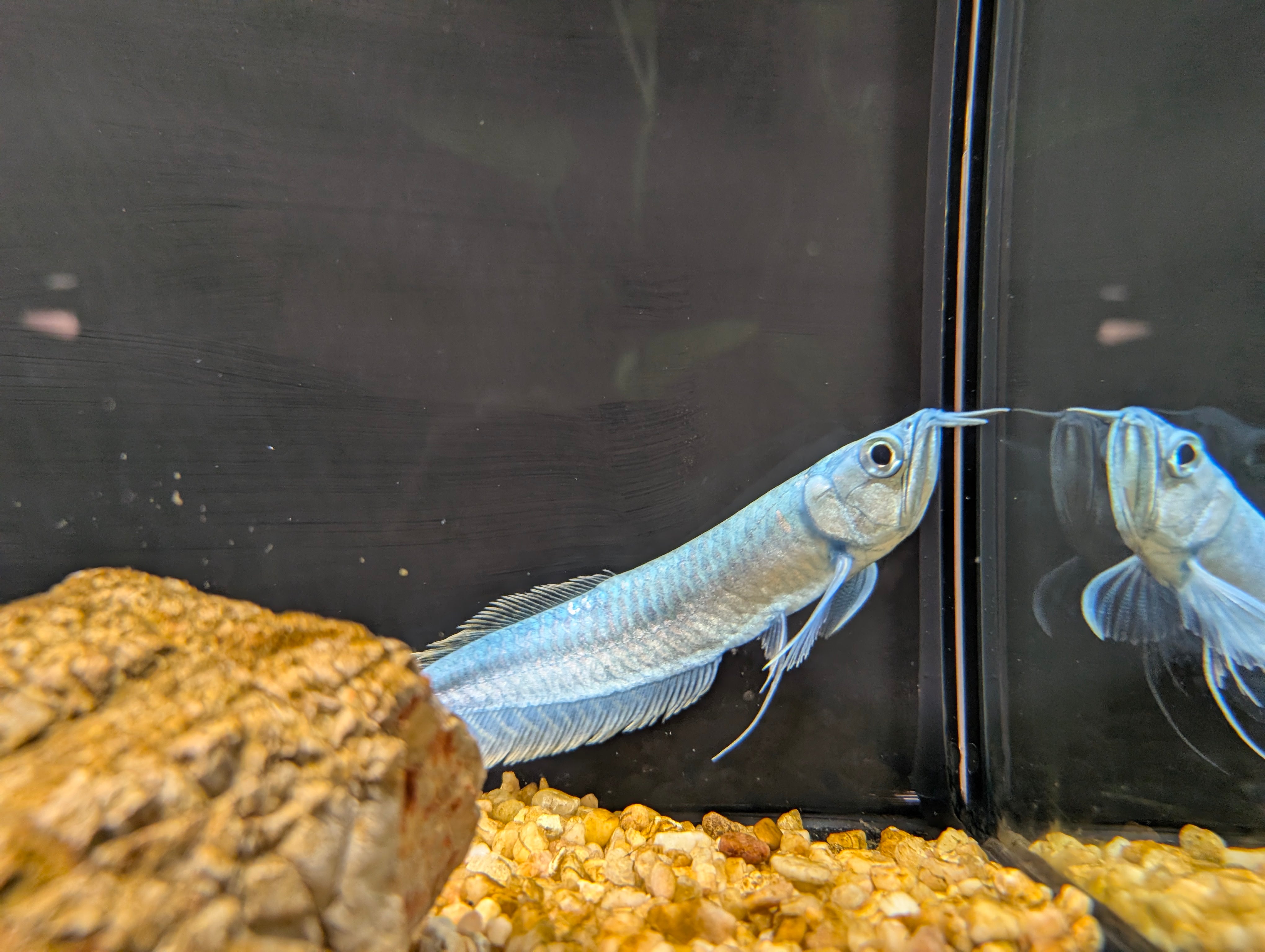 Blueberry Silver Arowana – Underwater Tropics